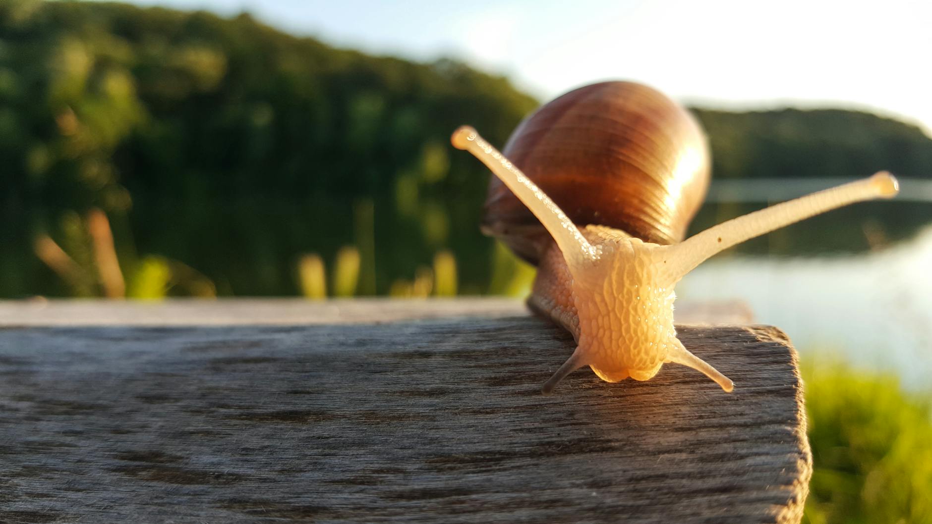 Snail Mucin: The Science Behind the Skincare Sensation - Millennial Skin
